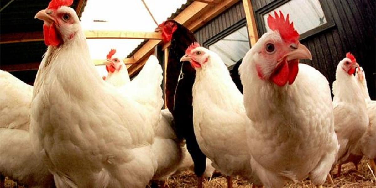 Aviculture, un secteur volatile