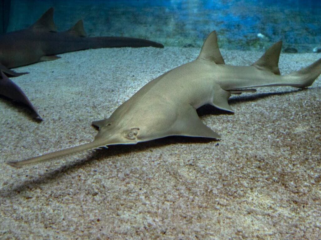 Poisson-scie : une mission de sauvetage de cette espèce en voie d ...